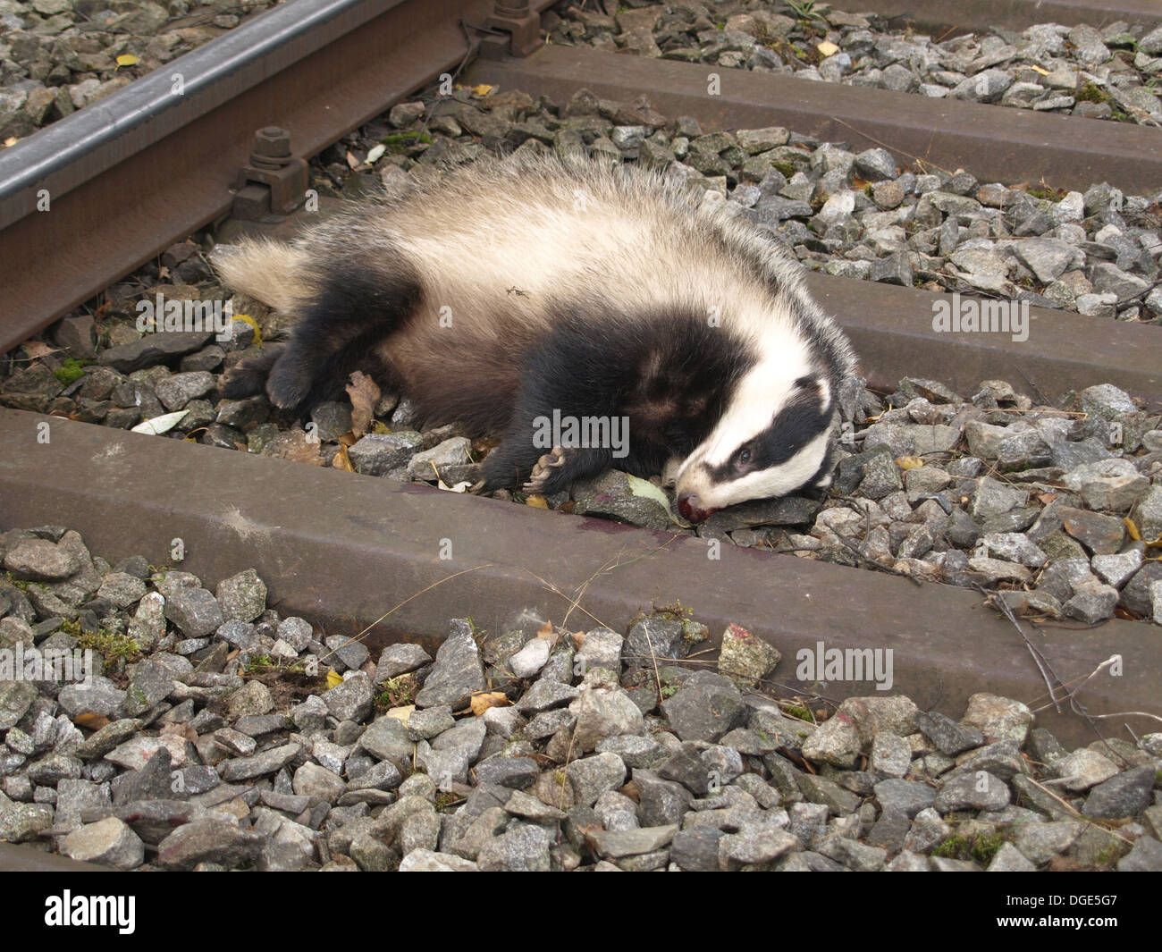 European badger killed from a train / Europäischer Dachs von Zug ...