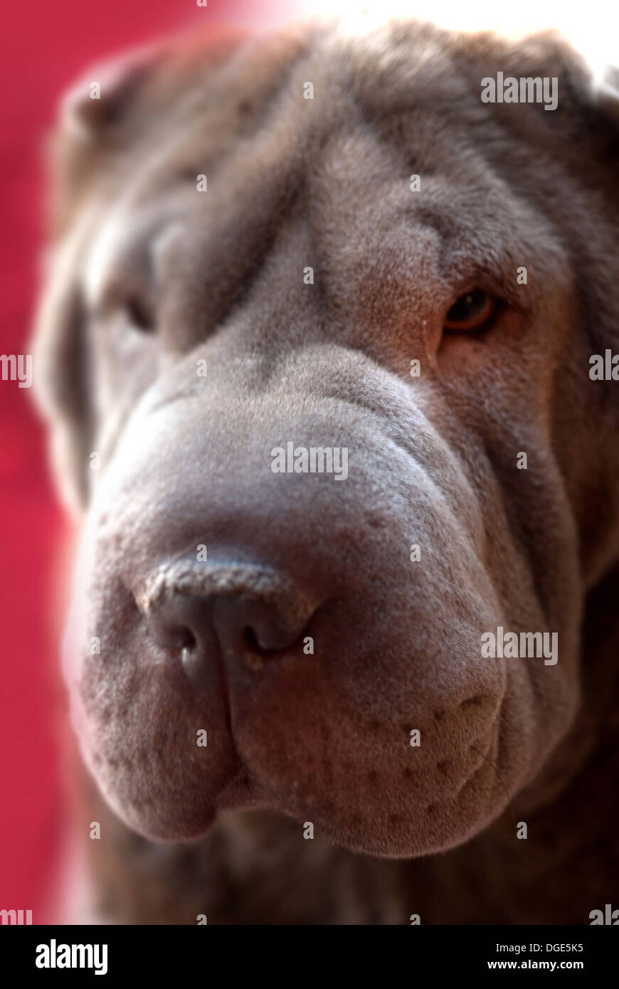 Shar pei beige hi-res stock photography and images - Alamy