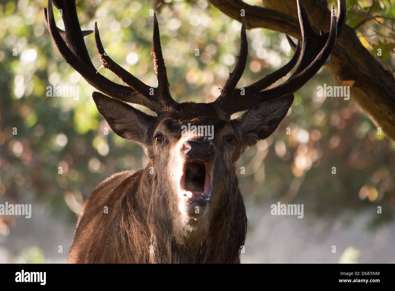 Stag battle hi-res stock photography and images - Alamy