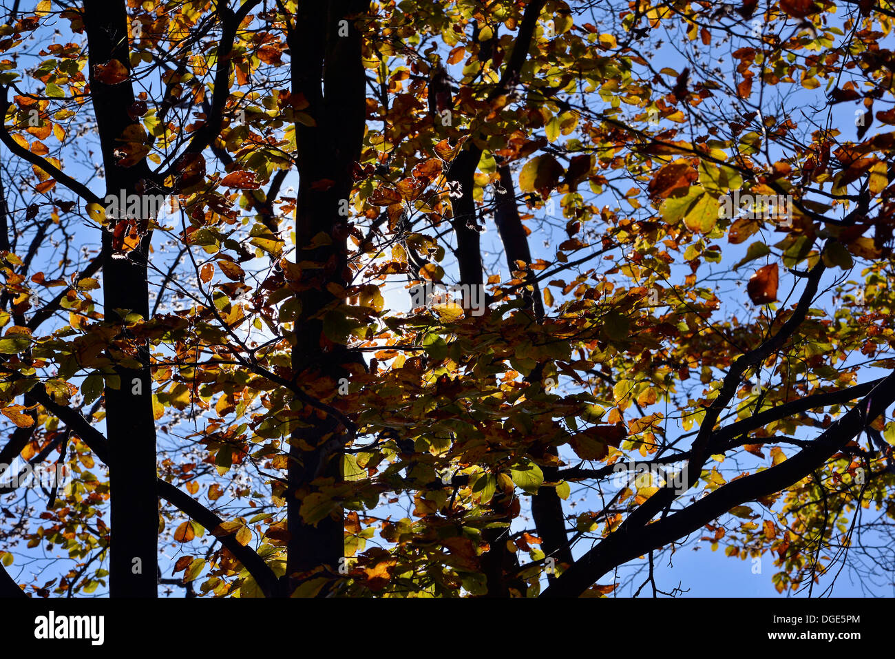 Red beeches hi-res stock photography and images - Alamy