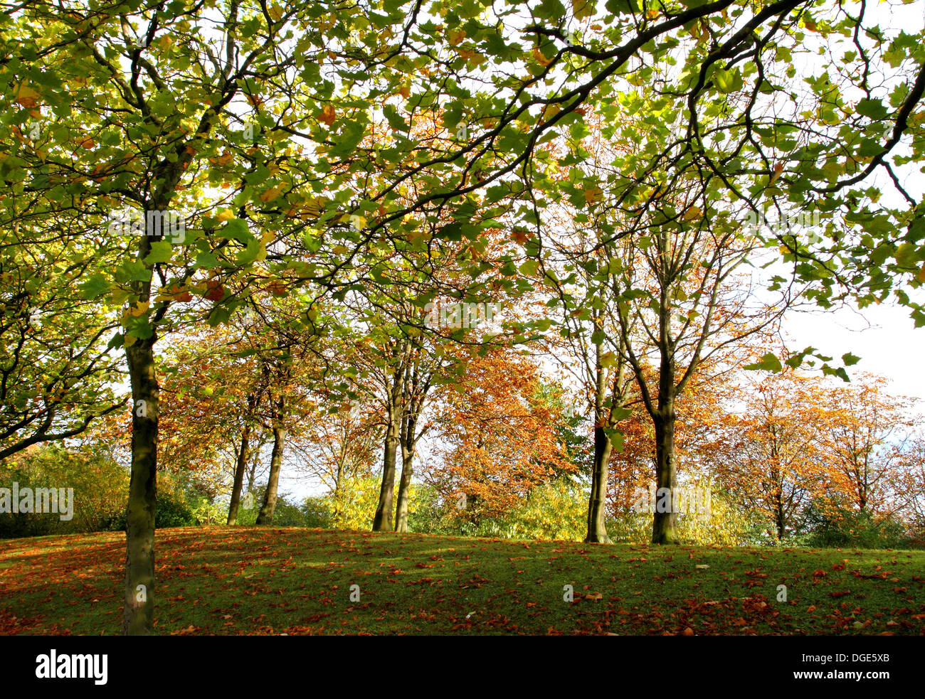 Milton Keynes, Bucks, UK. 19th October 2013. Autumn Colours and scenery ...