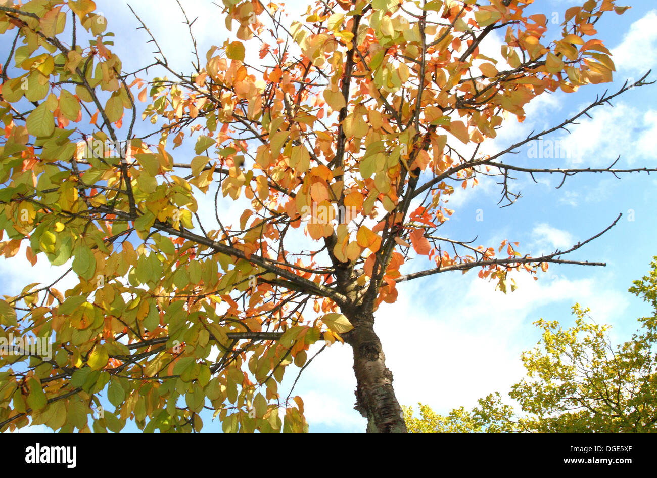 Milton Keynes, Bucks, UK. 19th October 2013. Autumn Colours and scenery ...