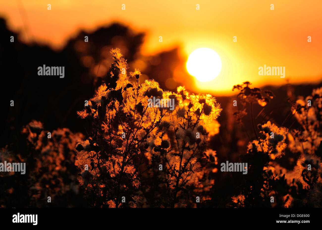 Golden flowers under the evening setting sun Stock Photo - Alamy