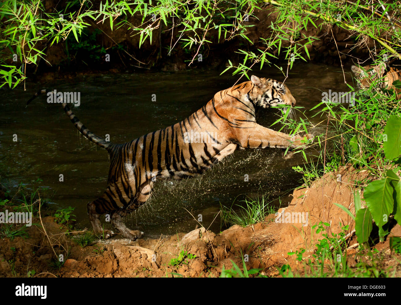 Sub adult tiger playful behavior horizontal safari jungle india forest ...