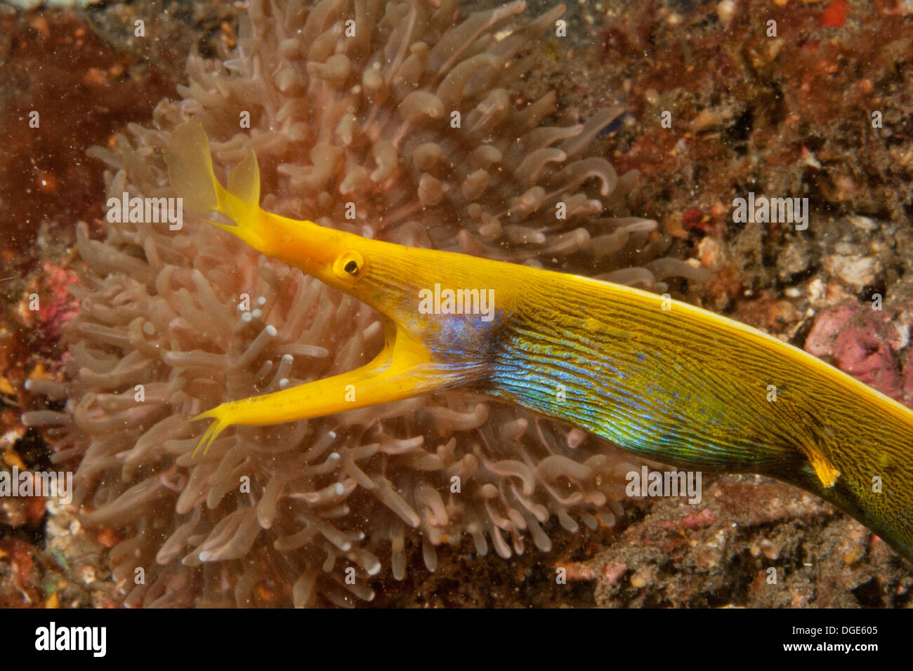 Eel fish hi-res stock photography and images - Alamy