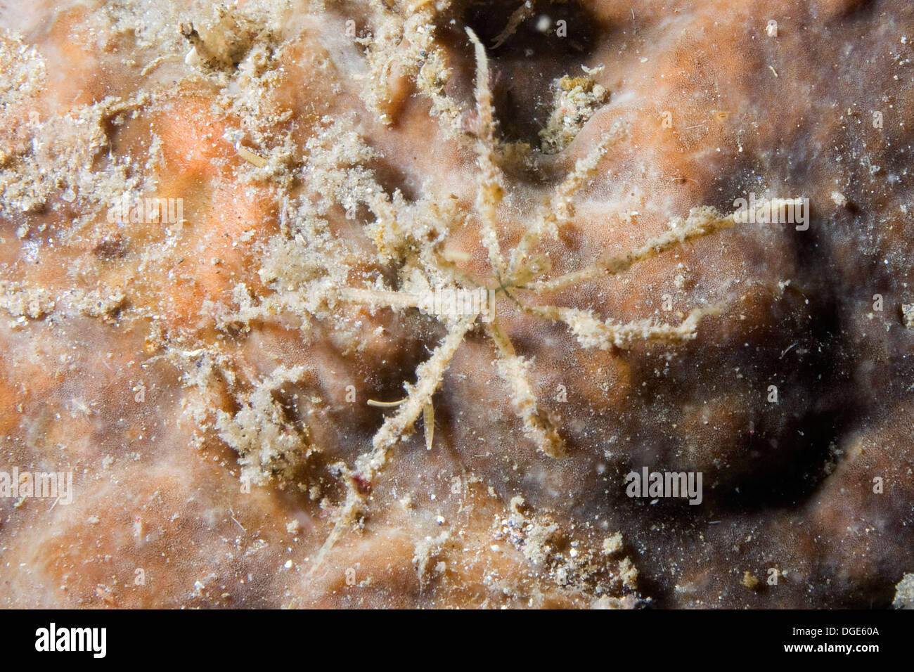 Sea Spider.(class-Pycnogonida).Lembeh Straits,Indonesia Stock Photo - Alamy
