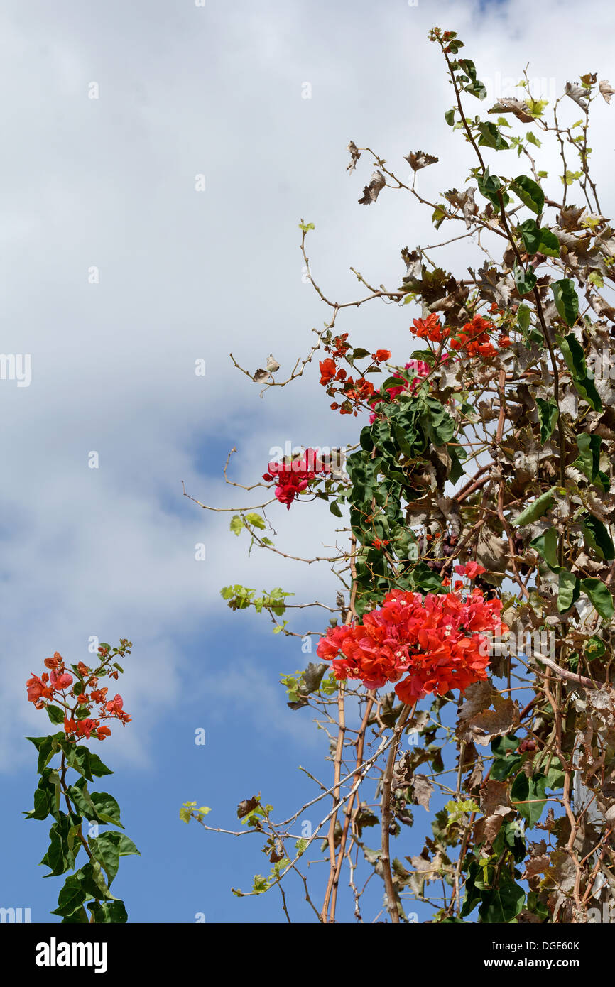 Israel bush hi-res stock photography and images - Alamy