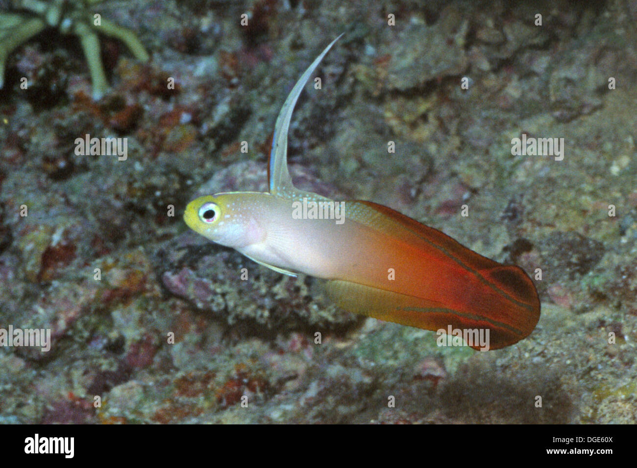 Fire Dartfish.(Nemateleotris magnifica).Solomon Islands Stock Photo - Alamy