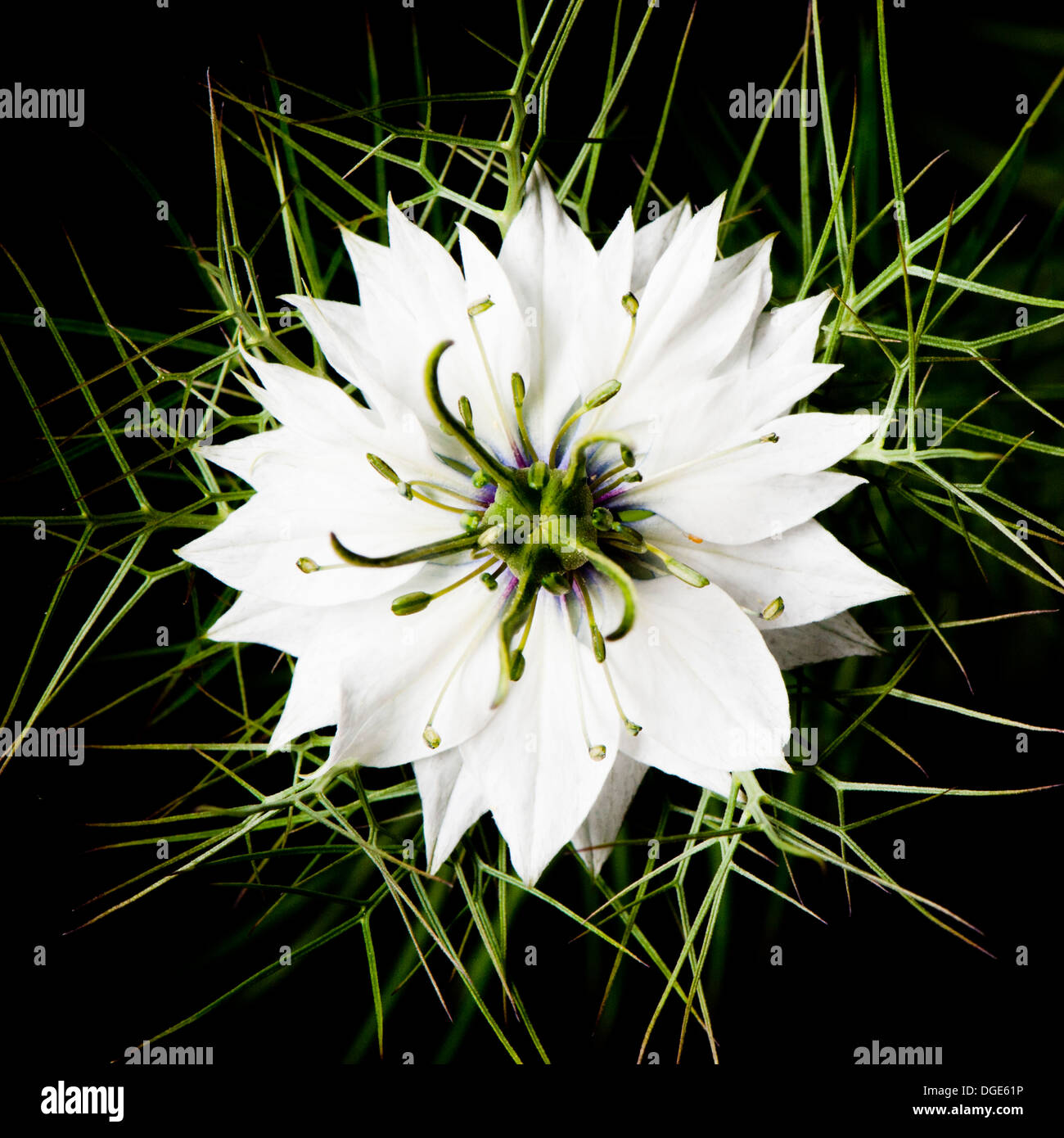 white love in a mist flower Stock Photo - Alamy