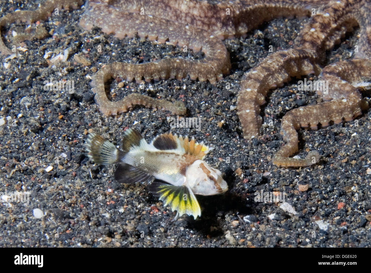 Waspfish hi-res stock photography and images - Alamy