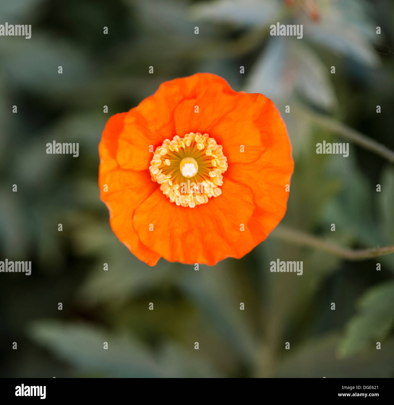 bright orange poppy in a garden setting Stock Photo - Alamy