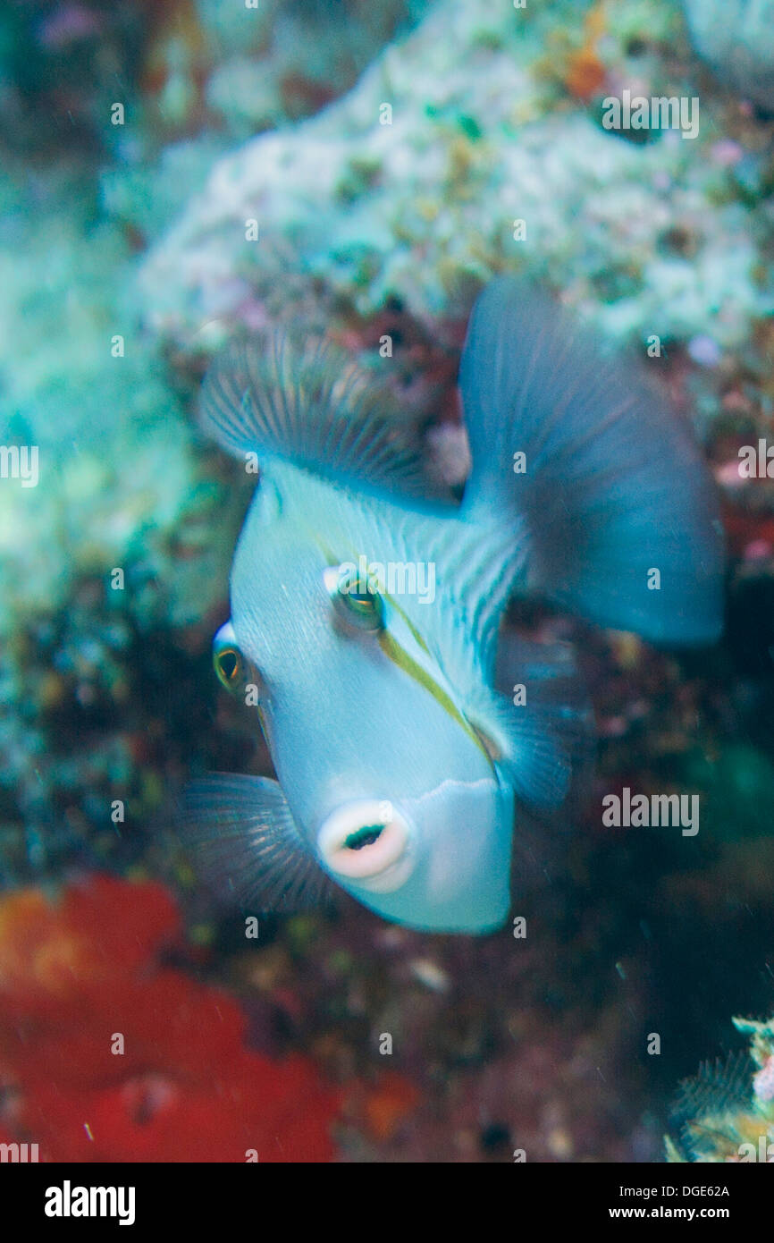 Scythe Triggerfish -headon view.(Sufflamen bursa).Fiji Stock Photo - Alamy