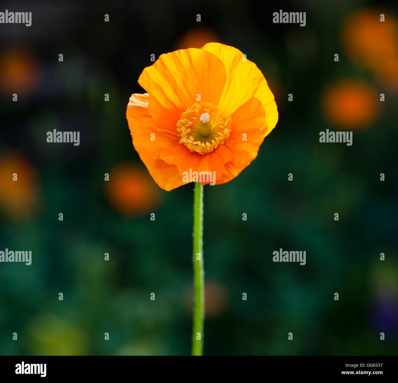 bright orange poppy in a garden setting Stock Photo - Alamy