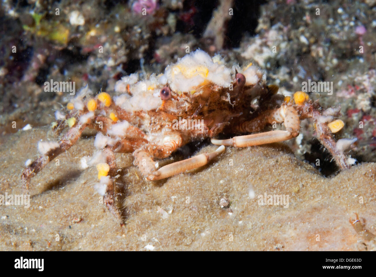 Round Crab covered with diverse organisms and detritus as camouflage ...