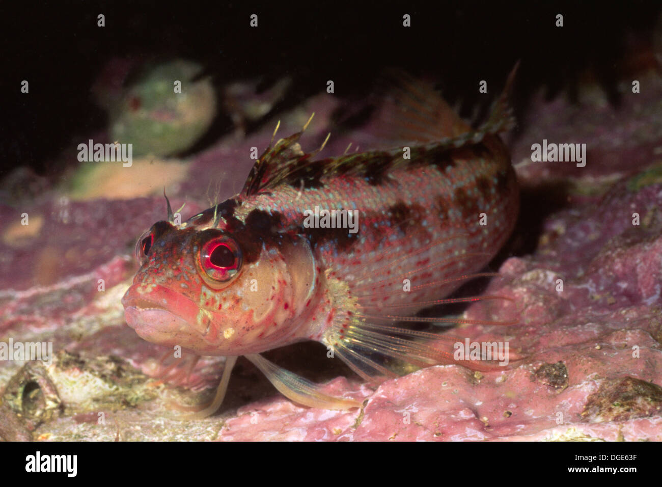 Island Kelpfish.(Alloclinus holderi).Anacapa Island, Channel Islands ...