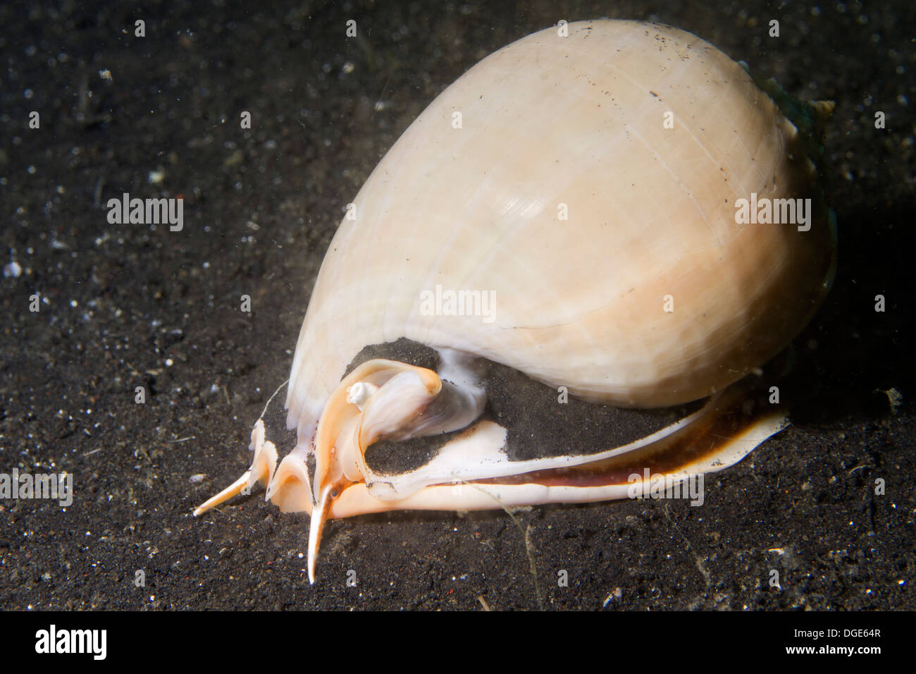 Bonnet species hi-res stock photography and images - Alamy