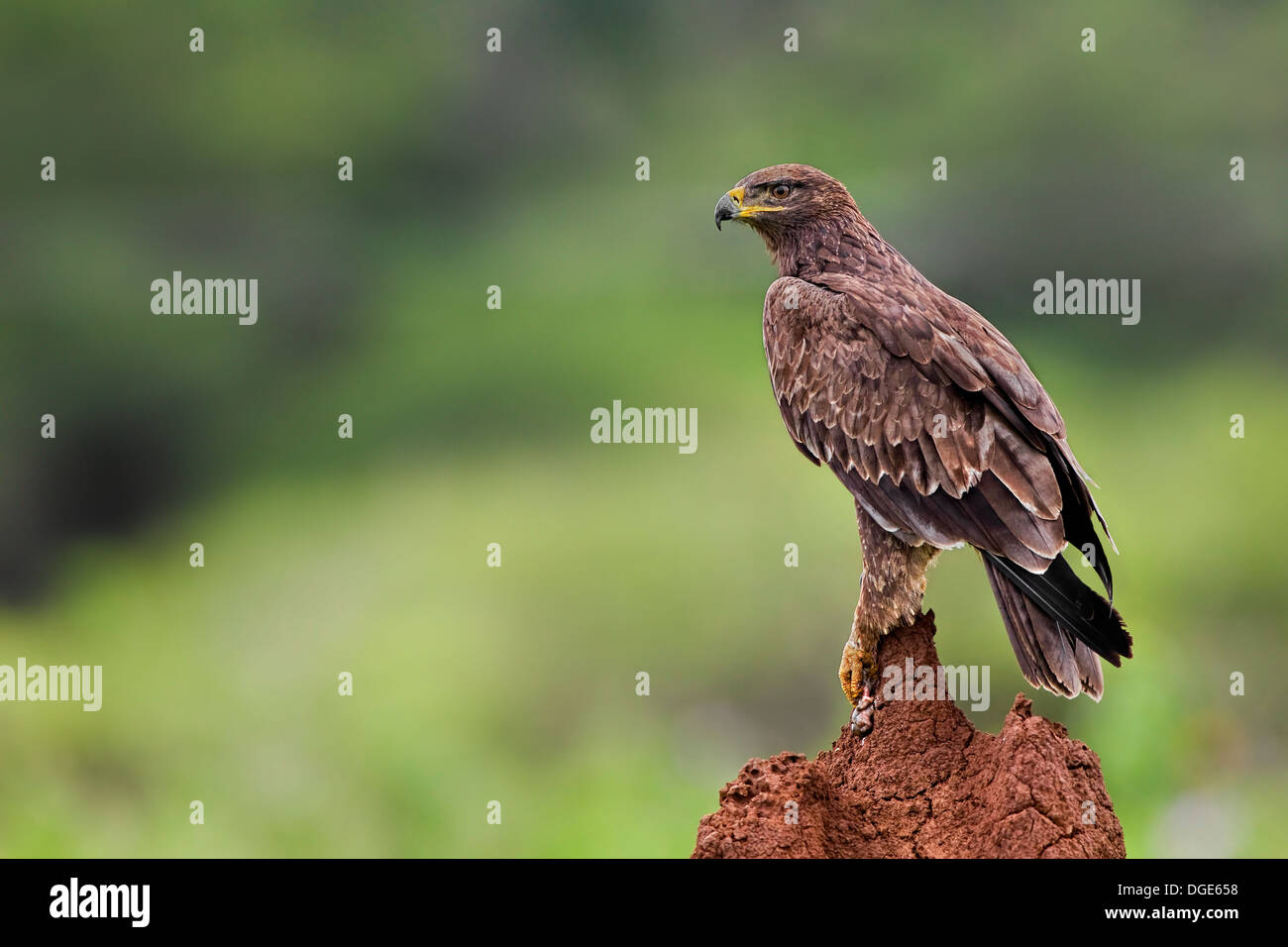 Indian Spotted Eagle Identification