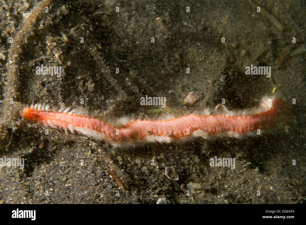 Underwater fire worm hi-res stock photography and images - Alamy