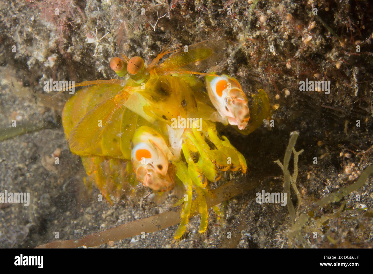 Glabrous High Resolution Stock Photography and Images - Alamy