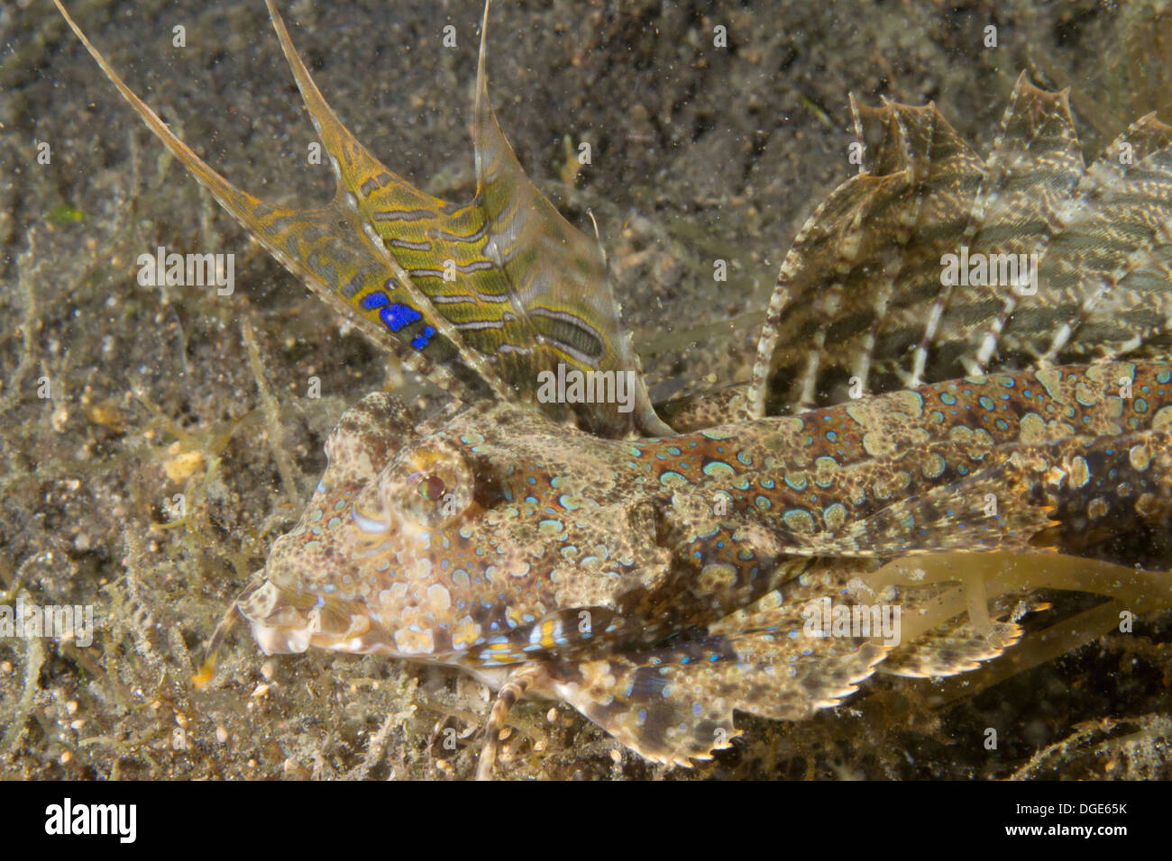 Male Fingered Dragonet closeup.(Dactylopus dactyopus).Lembeh Straits ...