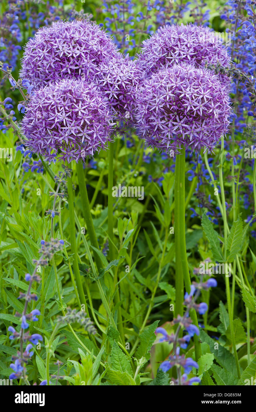 Alliums garden hi-res stock photography and images - Alamy