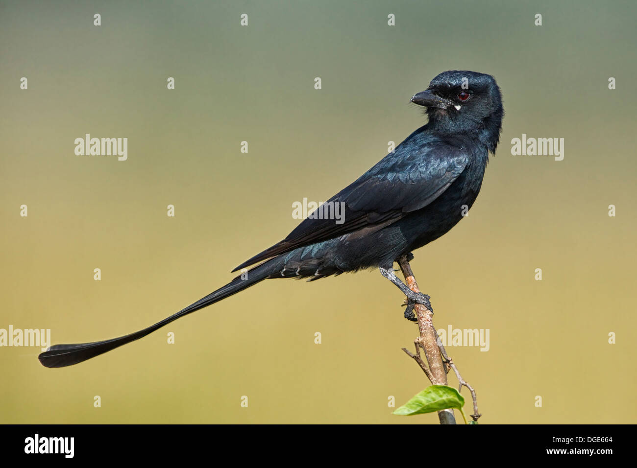 Drongo bird india hi-res stock photography and images - Alamy