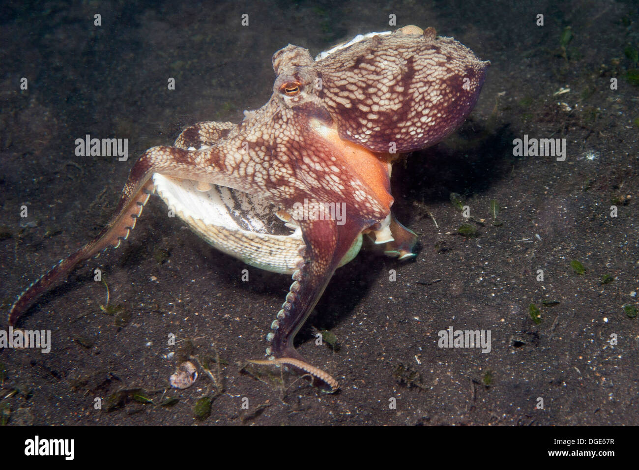 Octopus carries clam Stock Photo - Alamy