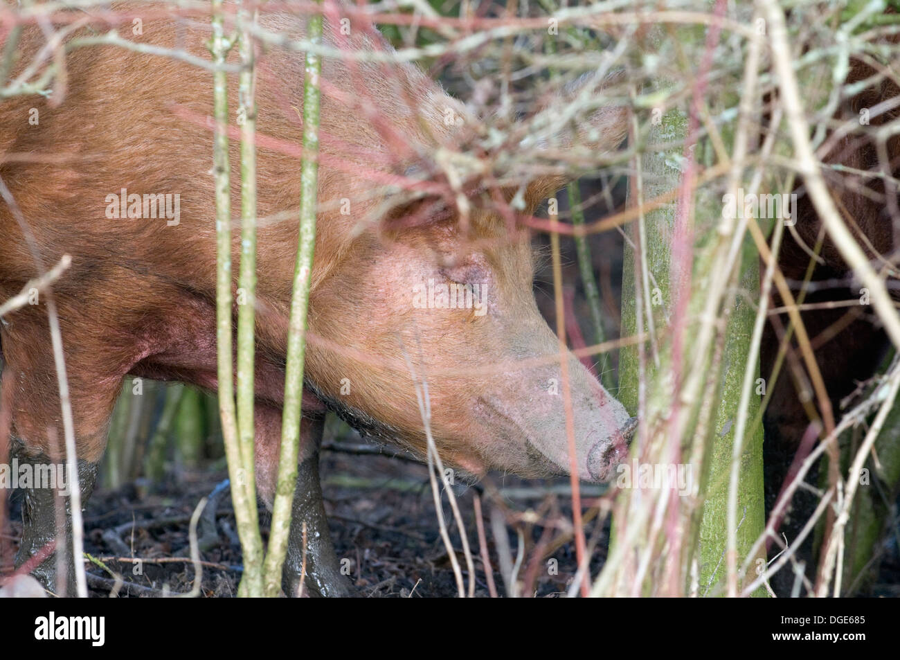 Rare breed pig hi-res stock photography and images - Alamy