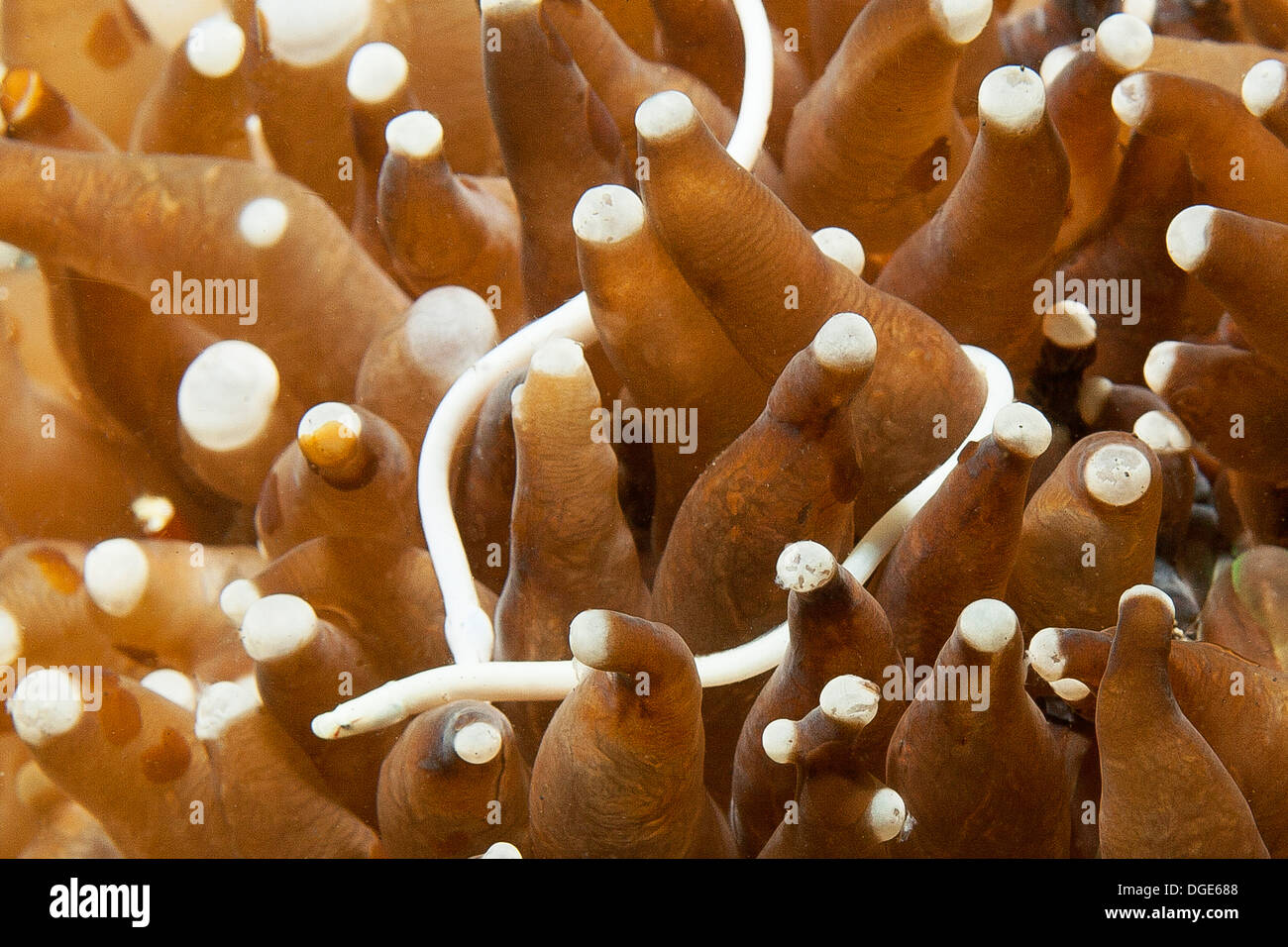 Mushroom coral pipefish hi-res stock photography and images - Alamy