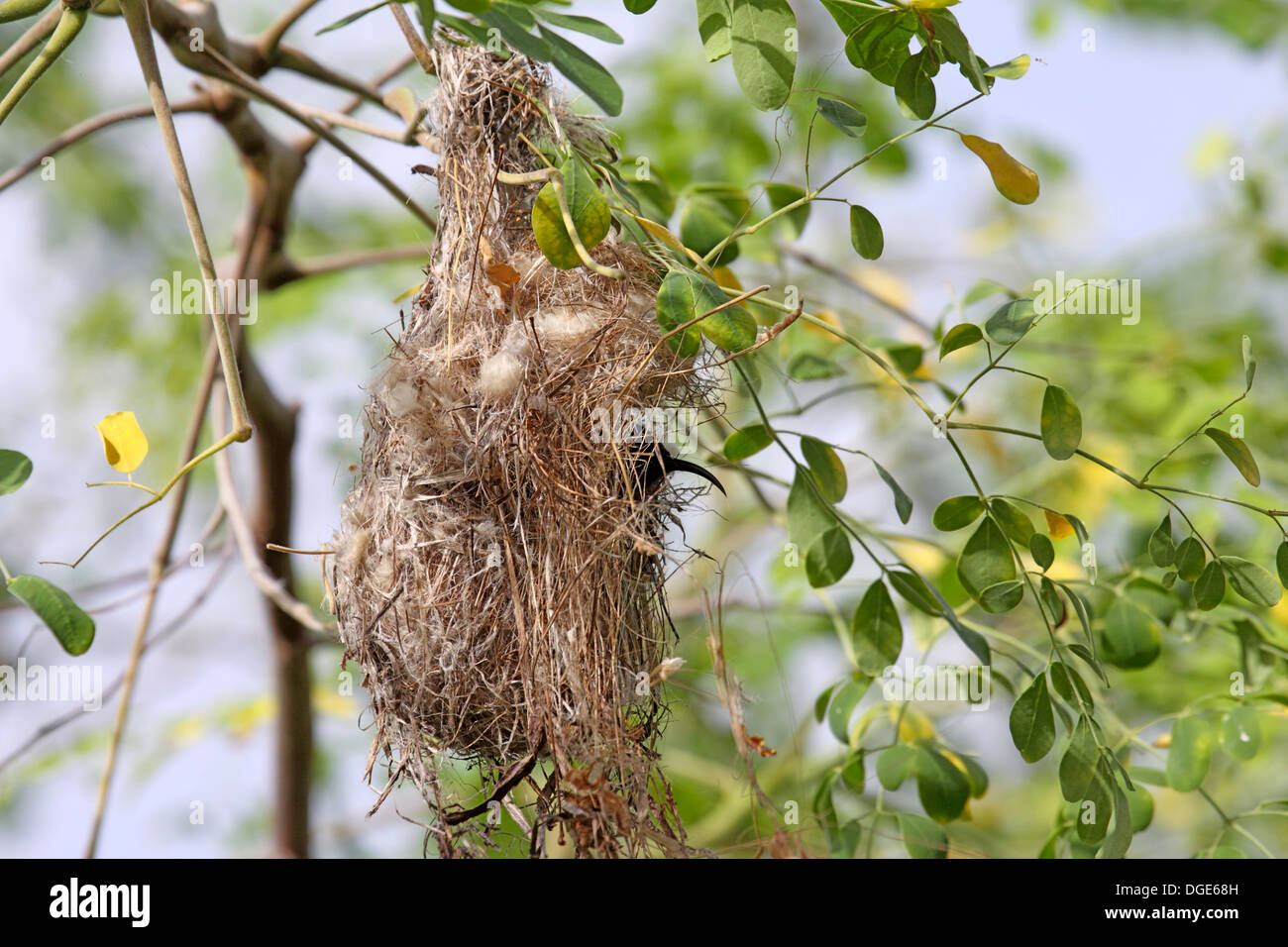 Seychelles sunbird sitting on pendulous nest Stock Photo - Alamy