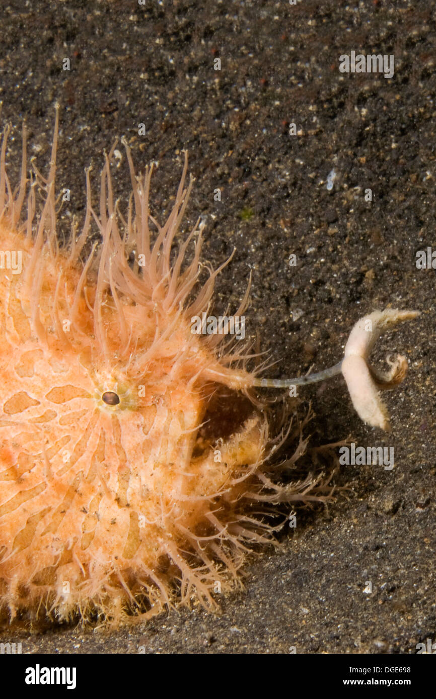 Worm like lure hi-res stock photography and images - Alamy