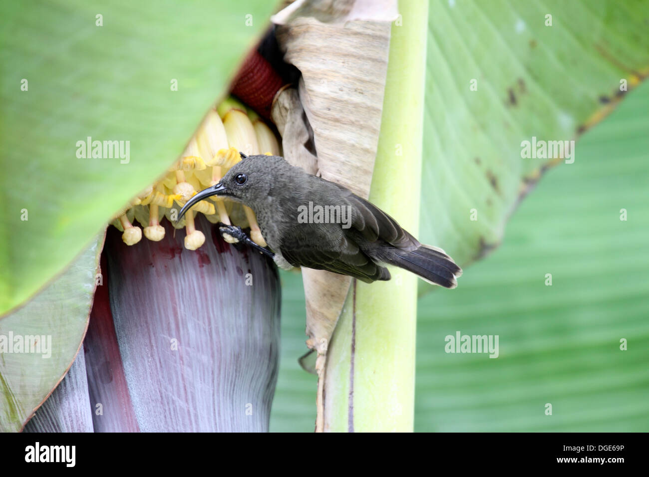 Sunbird feeding hi-res stock photography and images - Alamy