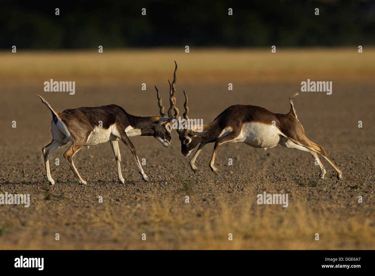 Blackbuck in Action Stock Photo - Alamy