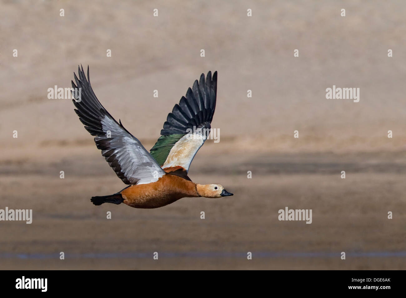 Shelduck springtime hi-res stock photography and images - Alamy