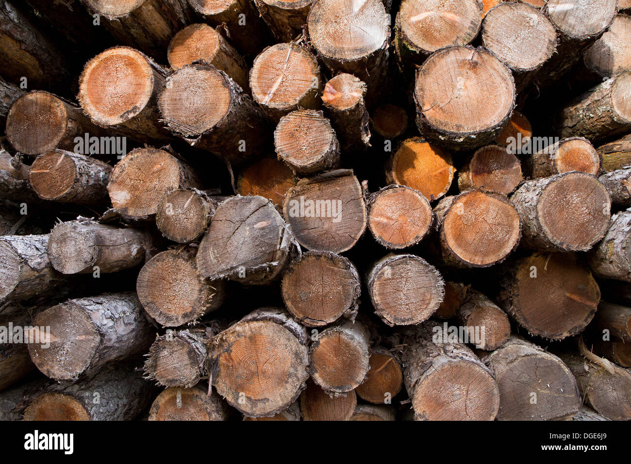 A pile of cut log ends of varying age Stock Photo - Alamy