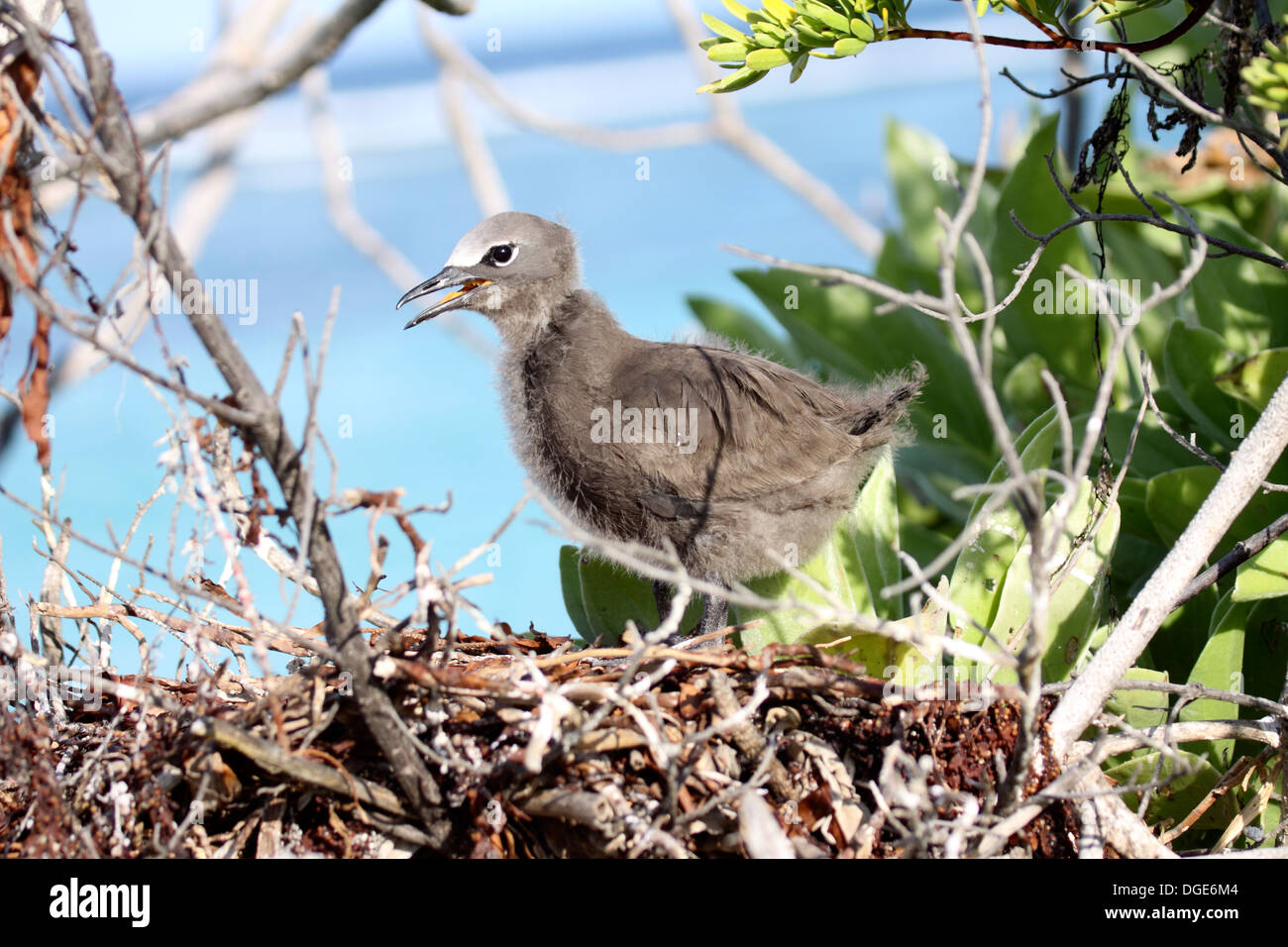 Common noddy chick in The Seychelles Stock Photo - Alamy
