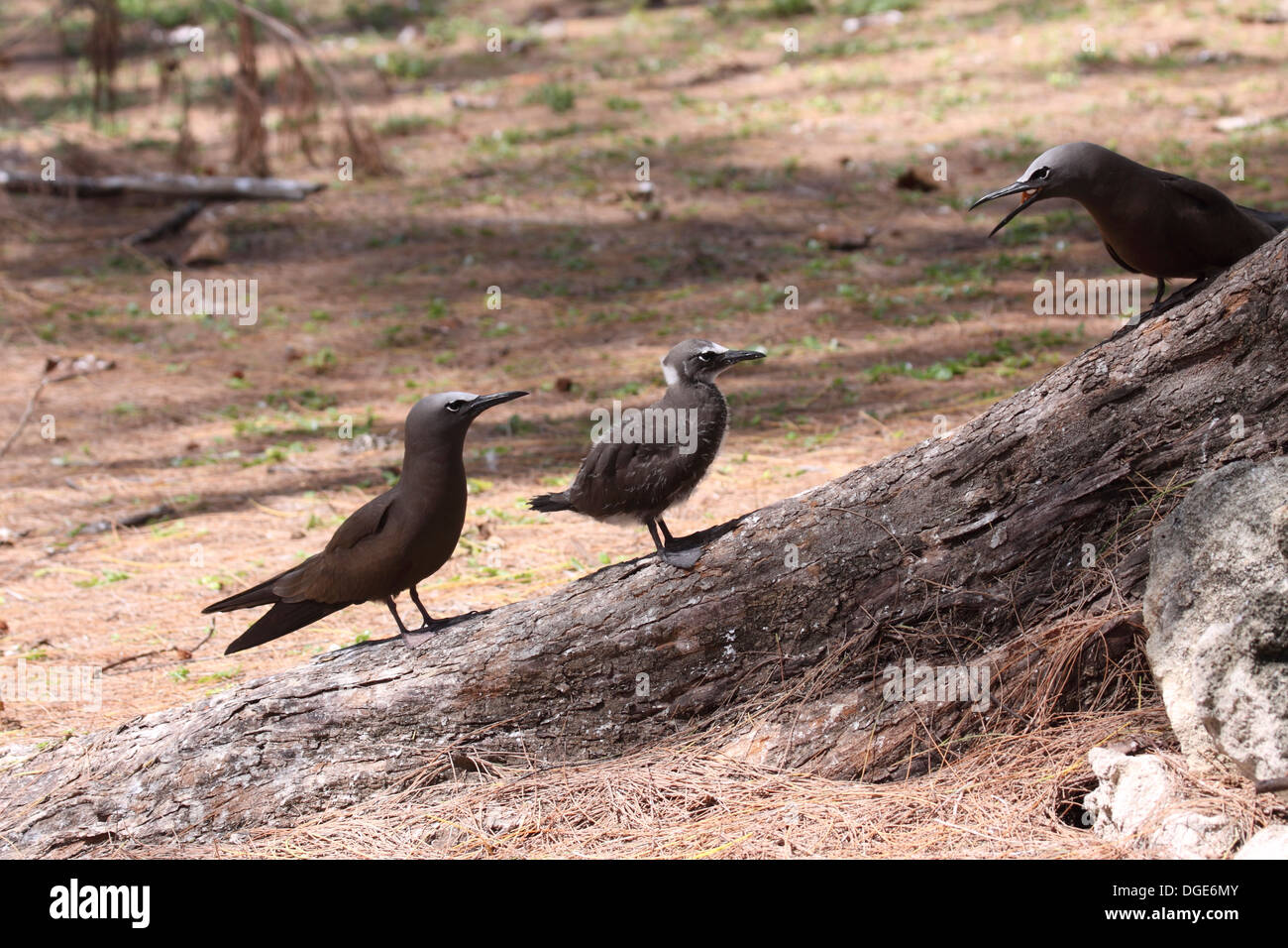 Common noddy adults with young in The Seychelles Stock Photo - Alamy