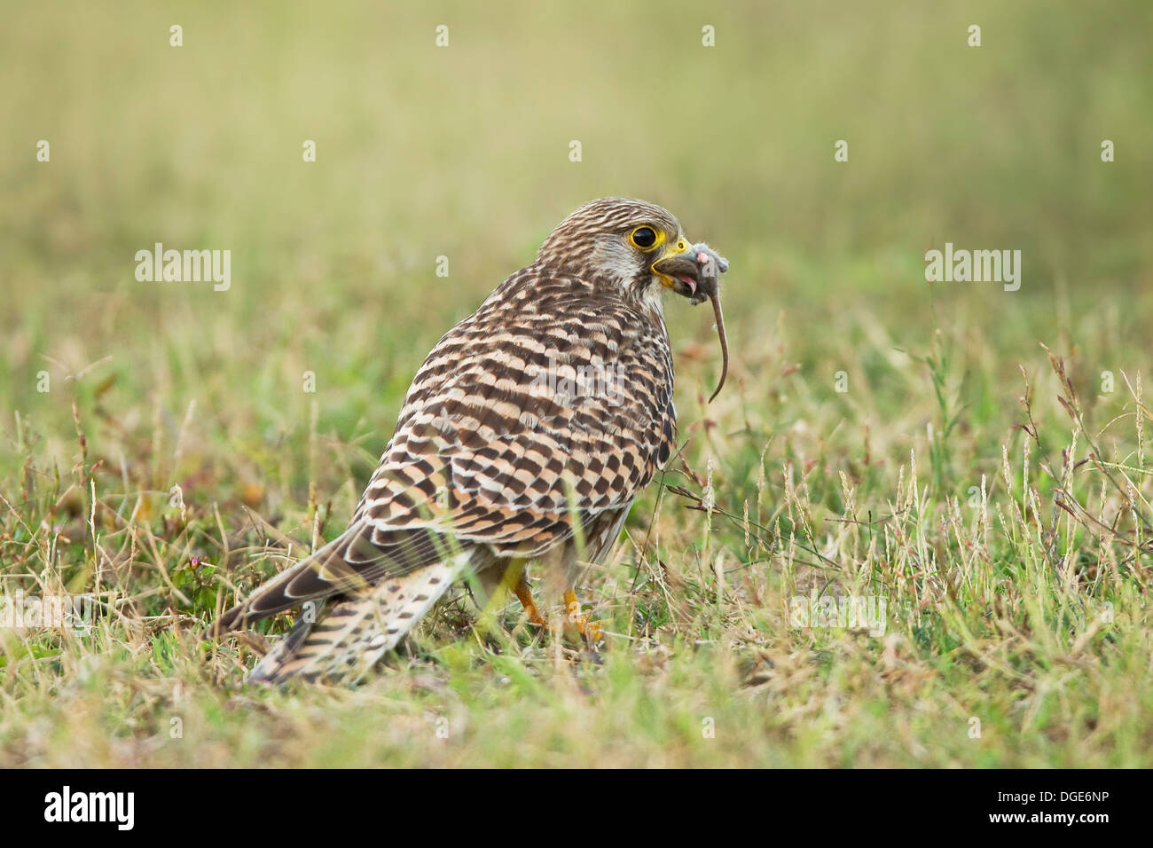 Horizontal bird photos hi-res stock photography and images - Alamy