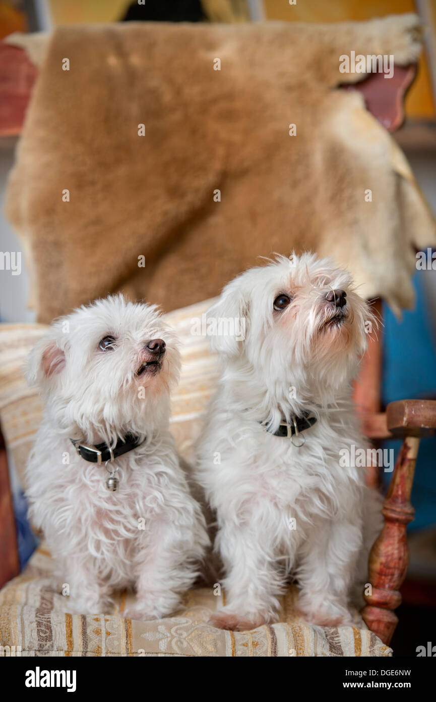 Maltese farmhouse hi-res stock photography and images - Alamy