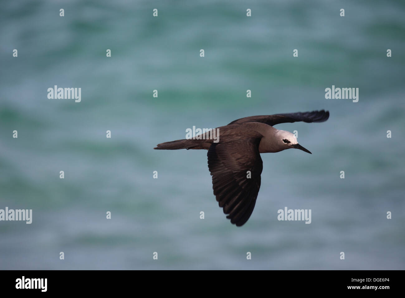 Common brown noddy hi-res stock photography and images - Alamy