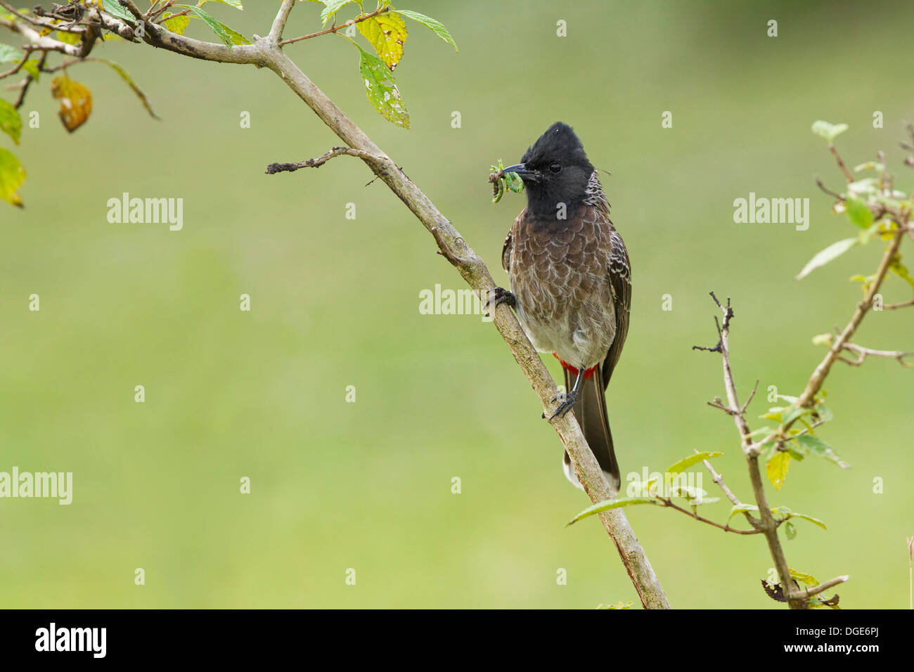 Red Vented Bulbul Stock Photo - Alamy