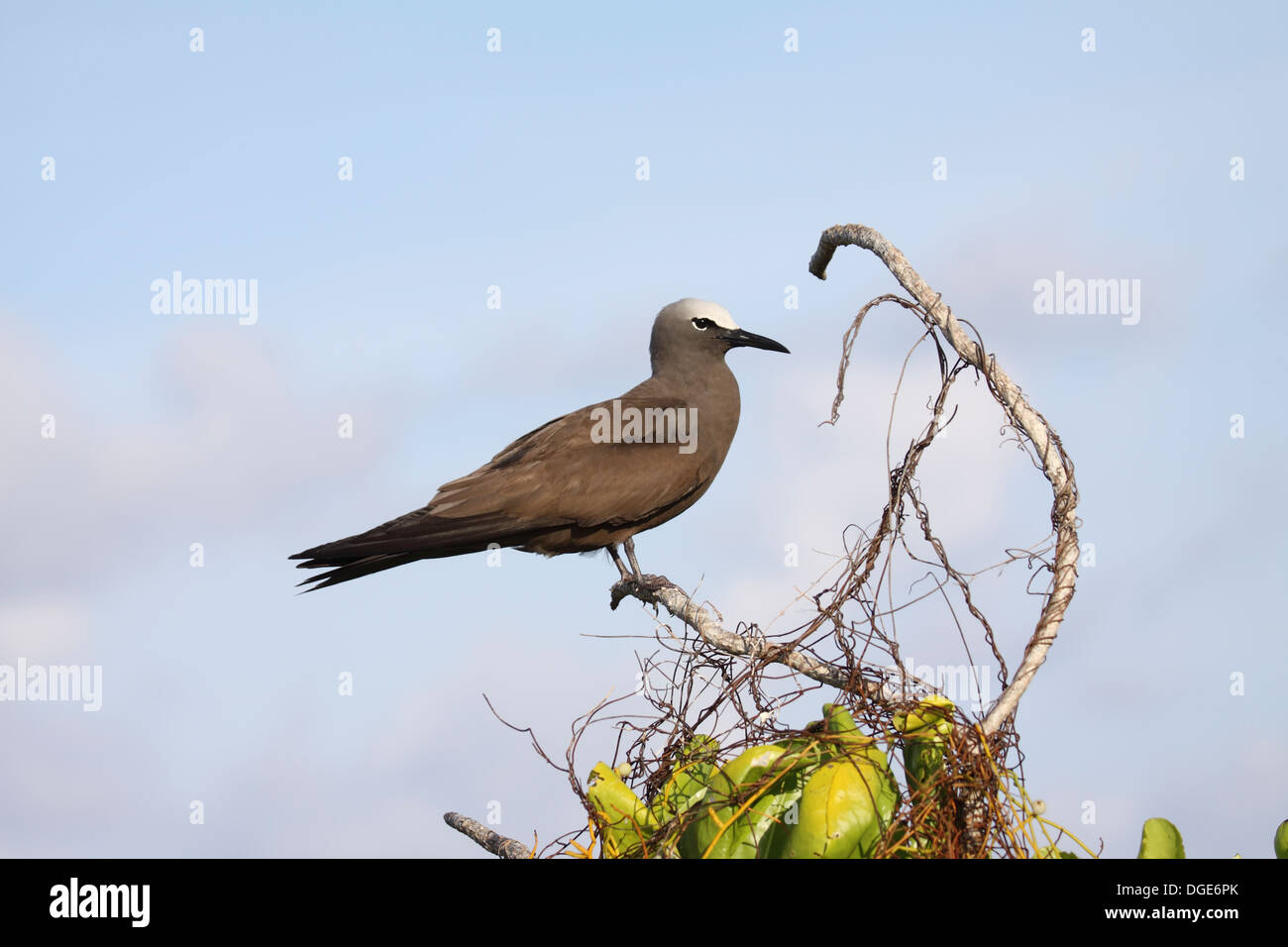 Common brown noddy hi-res stock photography and images - Alamy