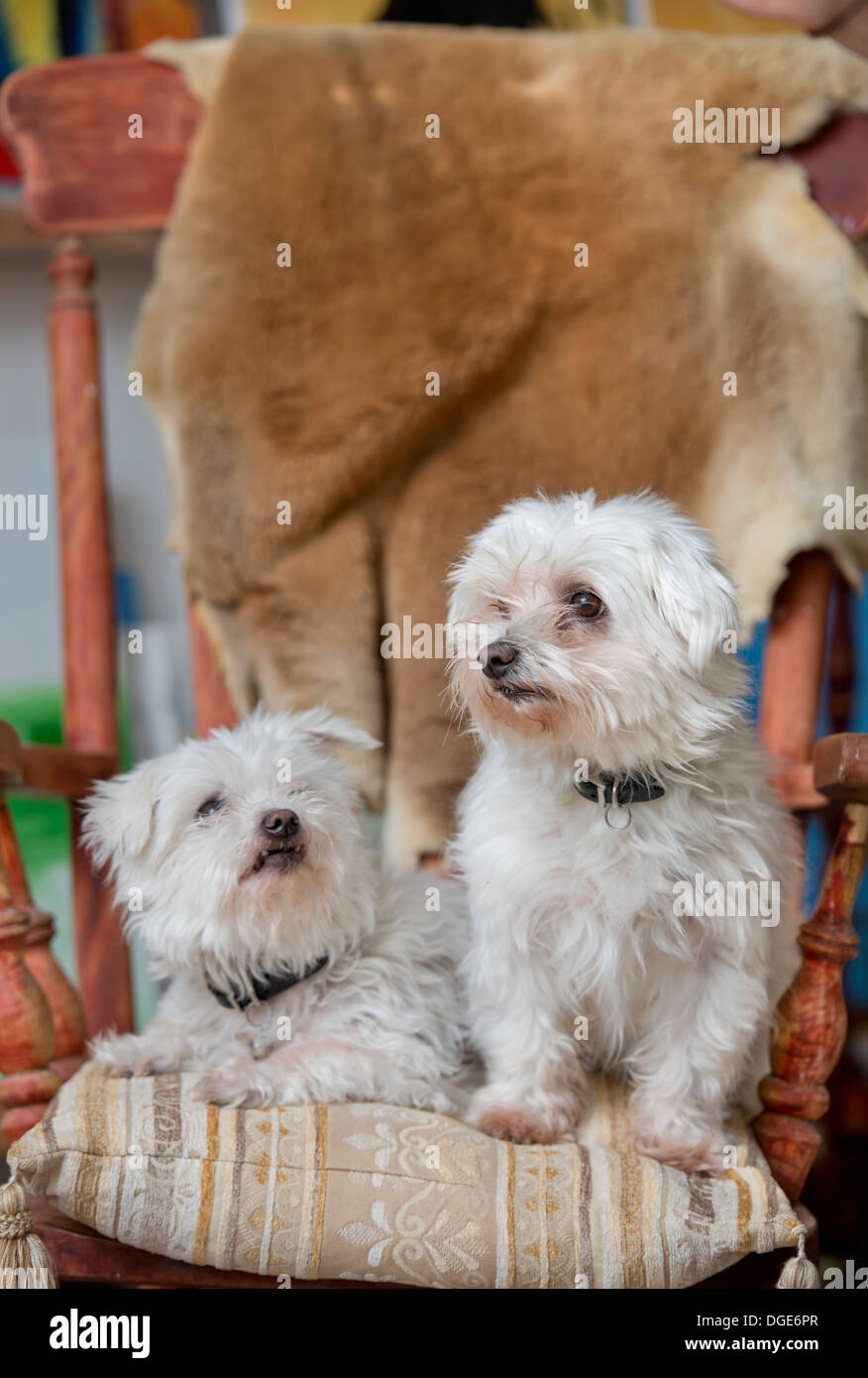 Maltese couple hi-res stock photography and images - Alamy