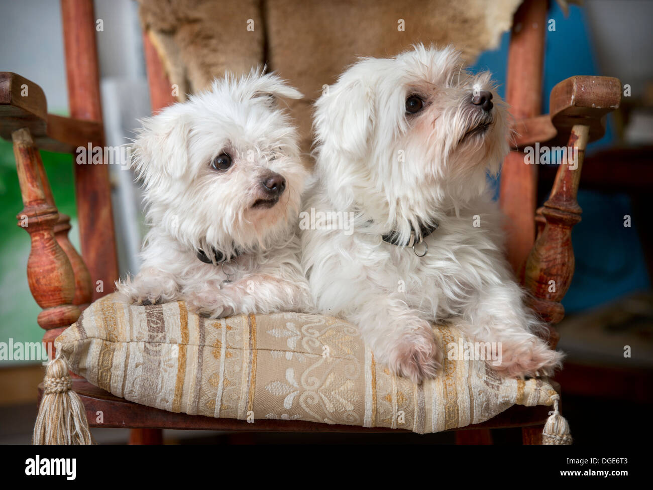 Maltese farmhouse hi-res stock photography and images - Alamy