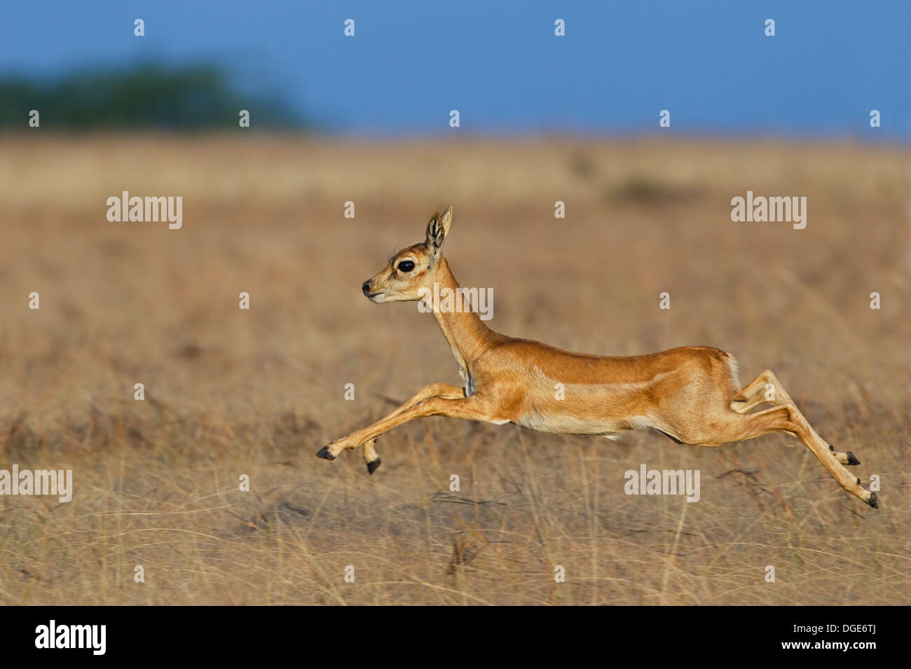 Blackbuck national park hi-res stock photography and images - Alamy