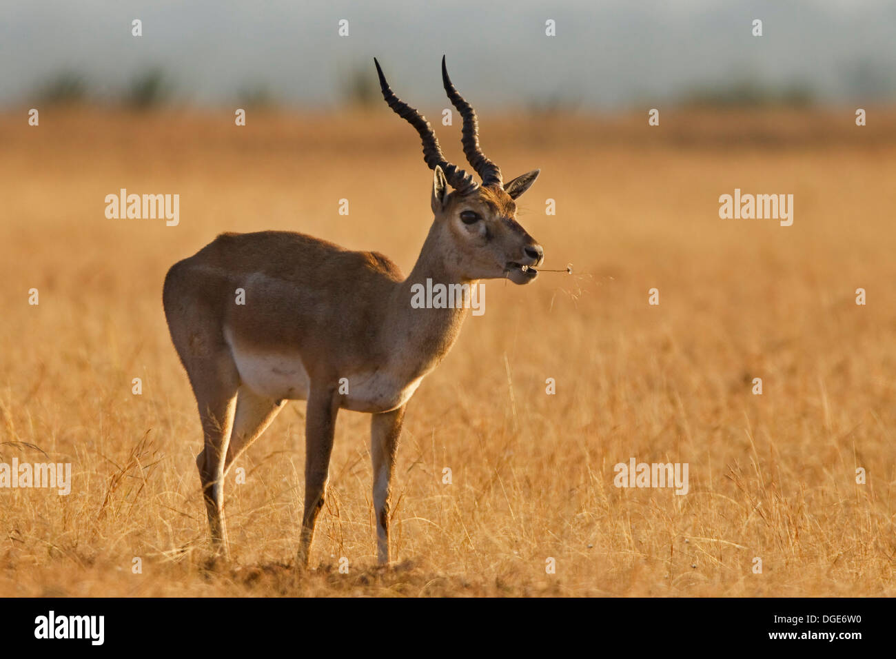 Blackbuck antelope hi-res stock photography and images - Alamy