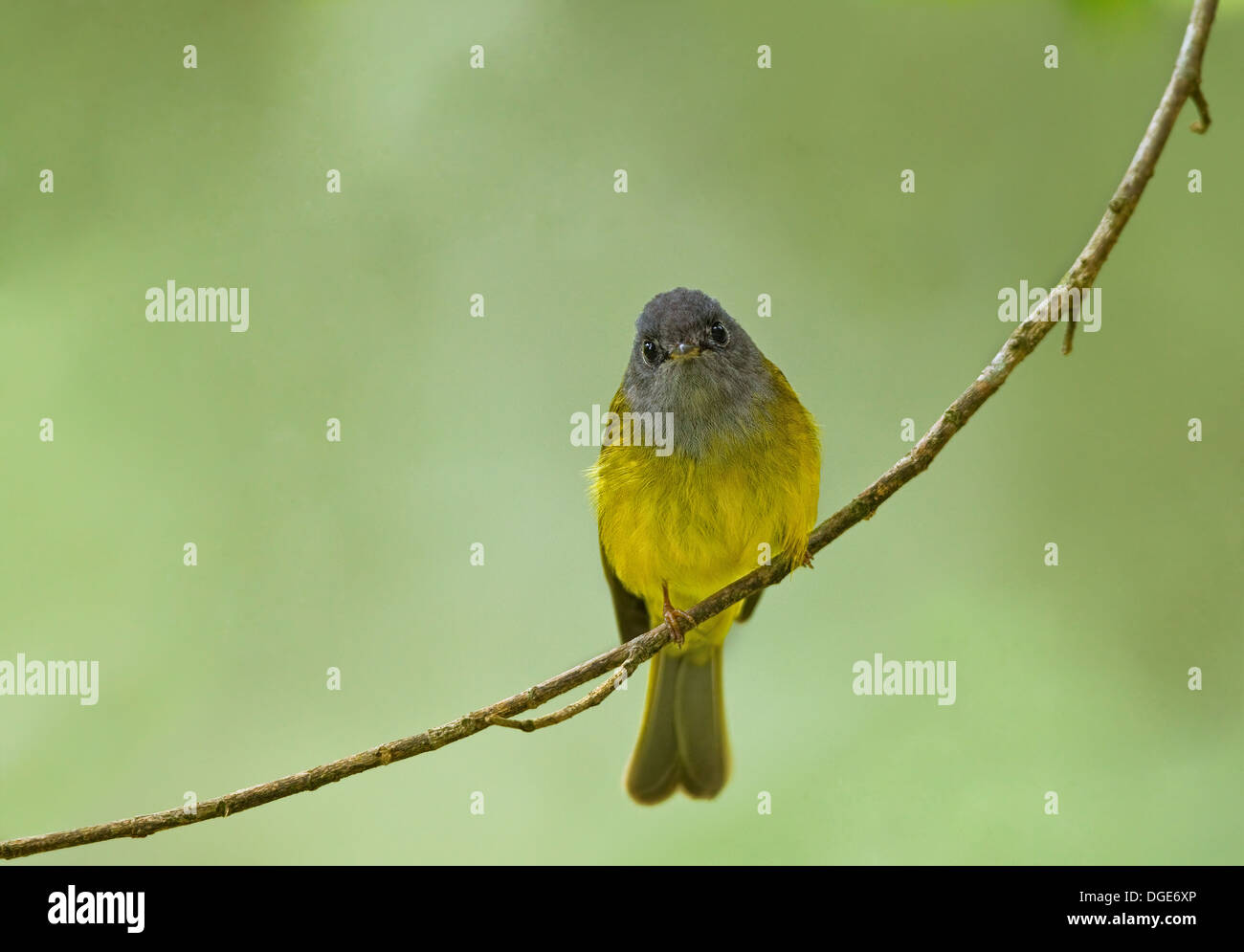 Grey Headed Canary Flycatcher Stock Photo - Alamy