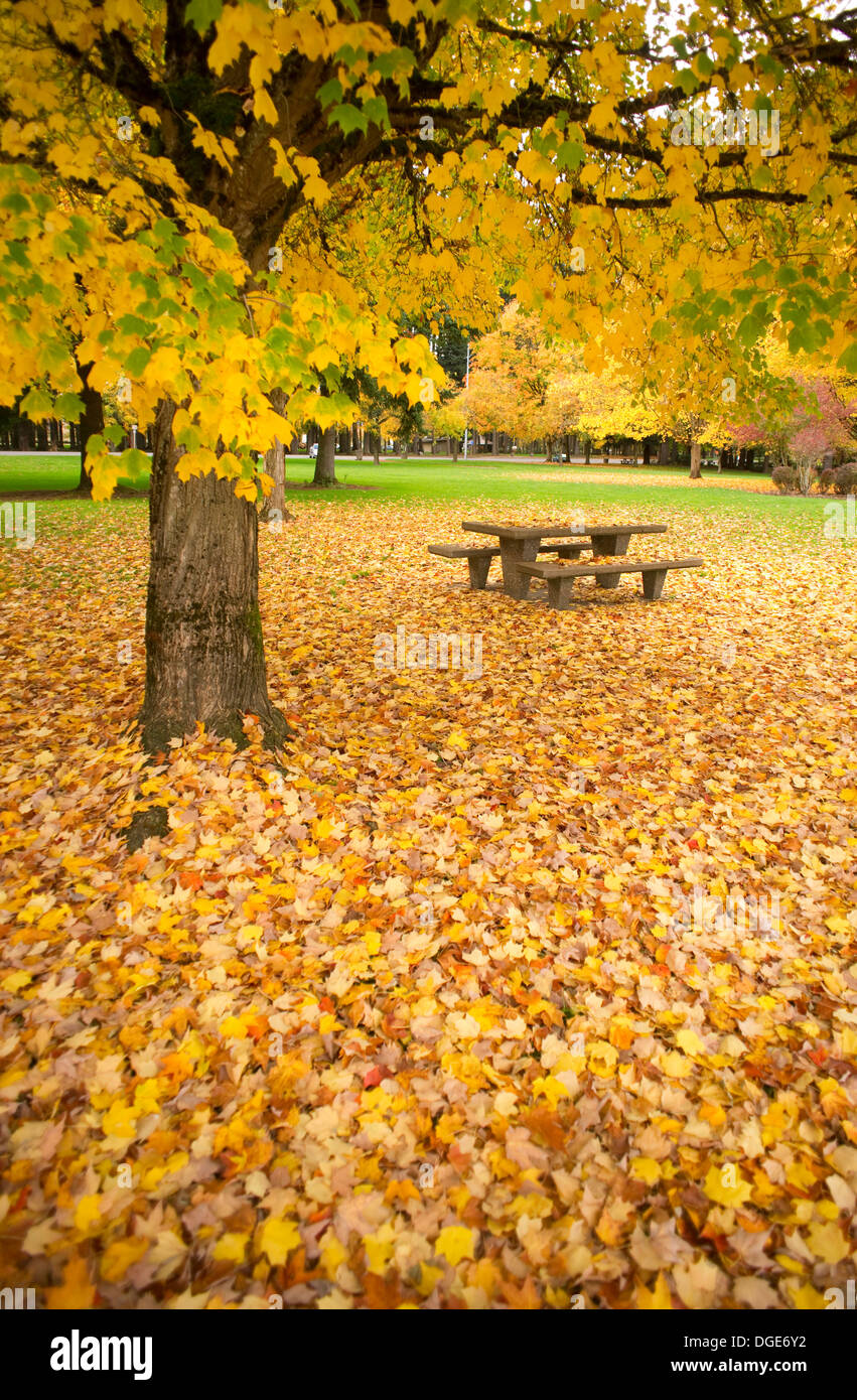 Beautiful yellow leaves fall in this nature landscape Stock Photo - Alamy