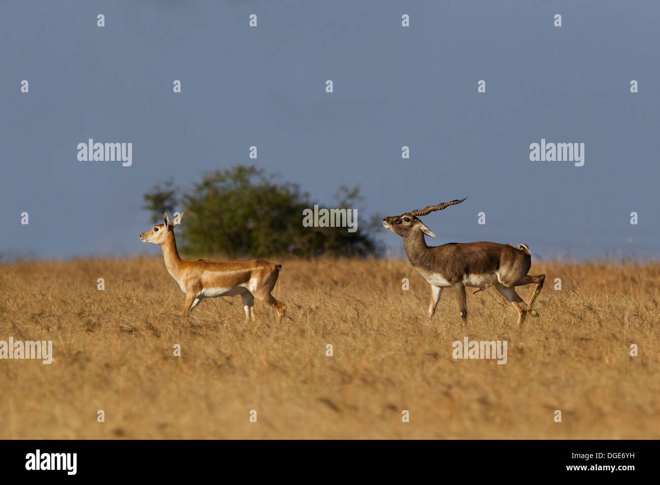 Mating antelope hi-res stock photography and images - Alamy