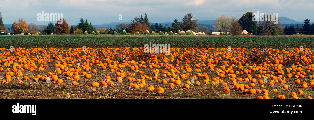 Beautiful autumn garden pumpkins hi-res stock photography and images ...